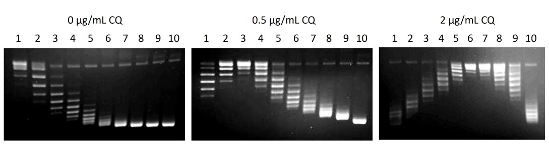 Linking Number & the Unwinding Assays | Inspiralis Ltd