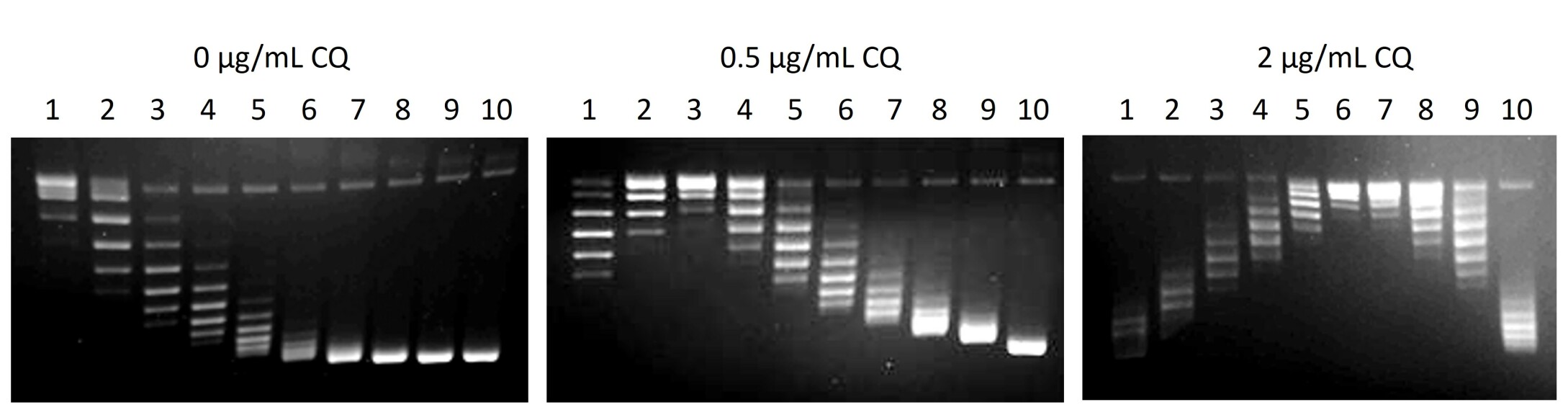 Linking Number & the Unwinding Assays | Inspiralis Ltd