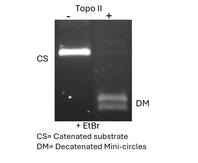 BisCat DNA | Inspiralis Limited