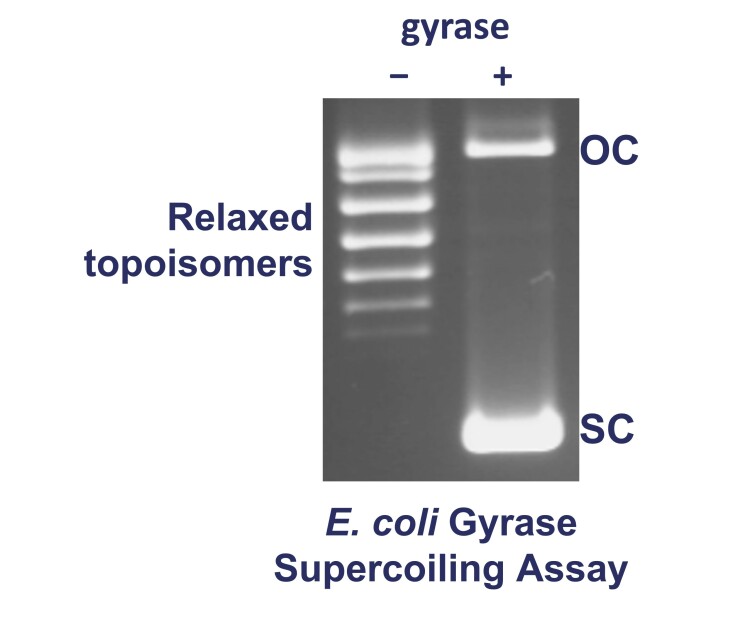 E. coli Gyrase Supercoiling Assay Kits | Inspiralis Limited