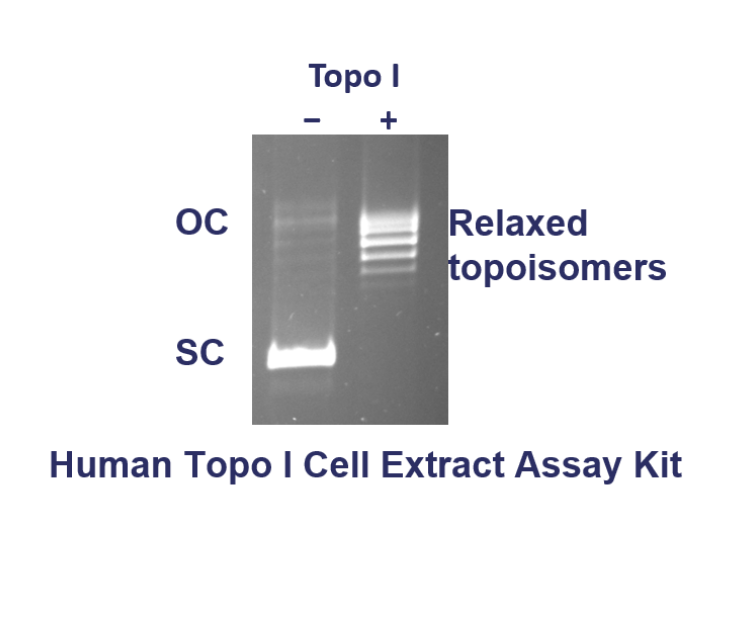 Human Topoisomerase I Assay Kits For Cell Extracts | Inspiralis Limited
