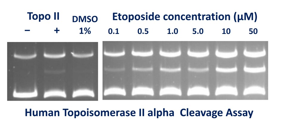 Cleavage Assays | Technical Information | Inspiralis Ltd