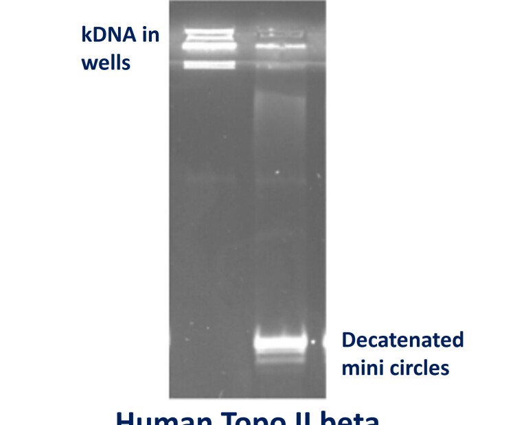 Human Topoisomerase II Beta | Order Now | Inspiralis Limited
