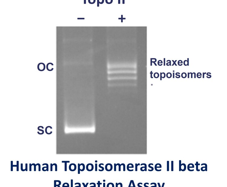 Human Topoisomerase II Beta | Order Now | Inspiralis Limited
