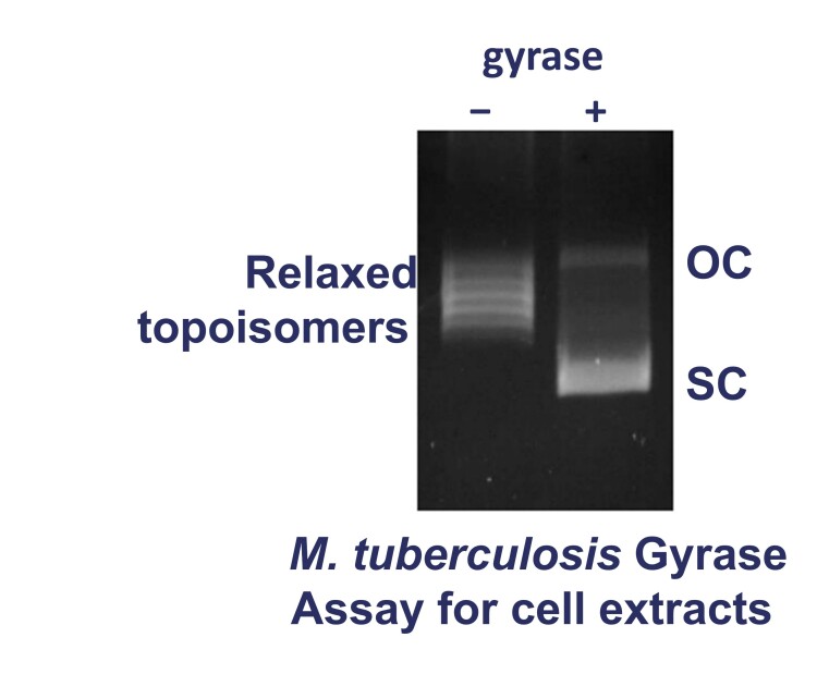 M. tuberculosis Gyrase Assay Kits For Cell Extracts | Inspiralis Limited