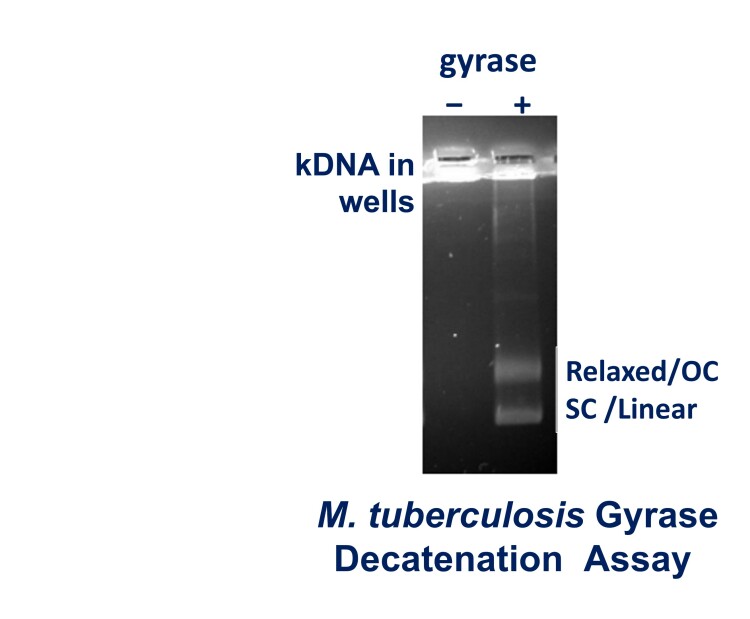 M. tuberculosis Gyrase (HIS) Decatenation Assay Kits | Inspiralis Limited