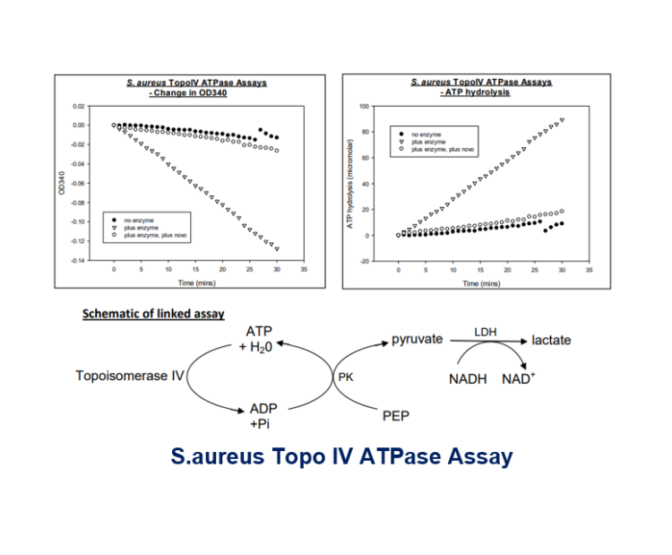 S. aureus Topoisomerase IV ATPase Kit | Inspiralis Limited