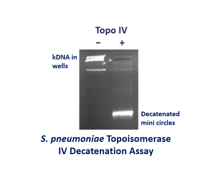 S. pneumoniae Topoisomerase IV Decatenation Assay Kits | Inspiralis Limited