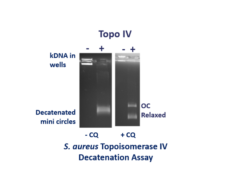 S. aureus Topoisomerase IV Decatenation Assay Kits | Inspiralis Limited