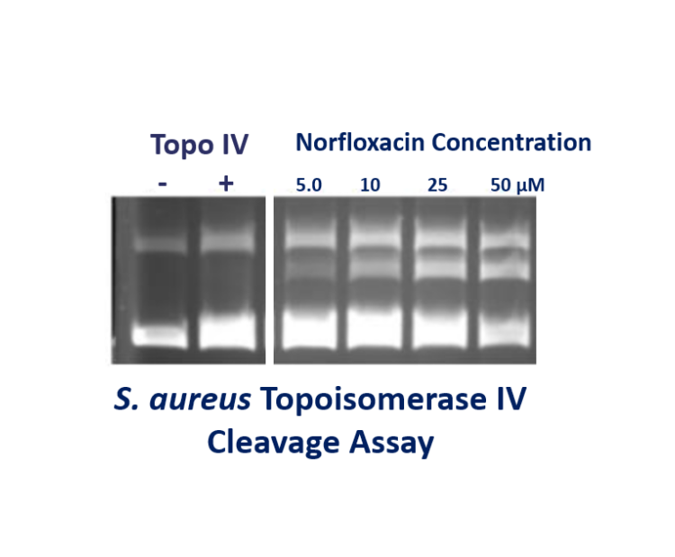 S. aureus Topoisomerase IV Cleavage Assay Kits | Inspiralis Limited