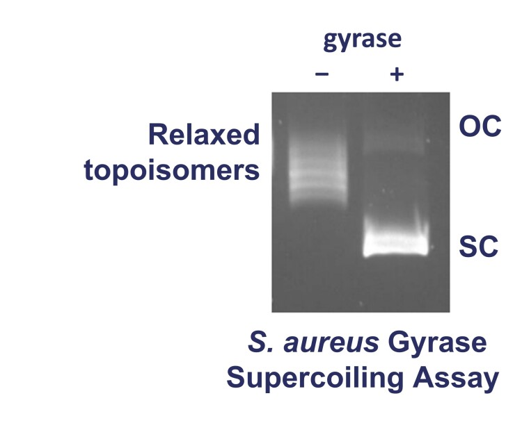 S. aureus Gyrase Supercoiling Assay Kits | Inspiralis Limited