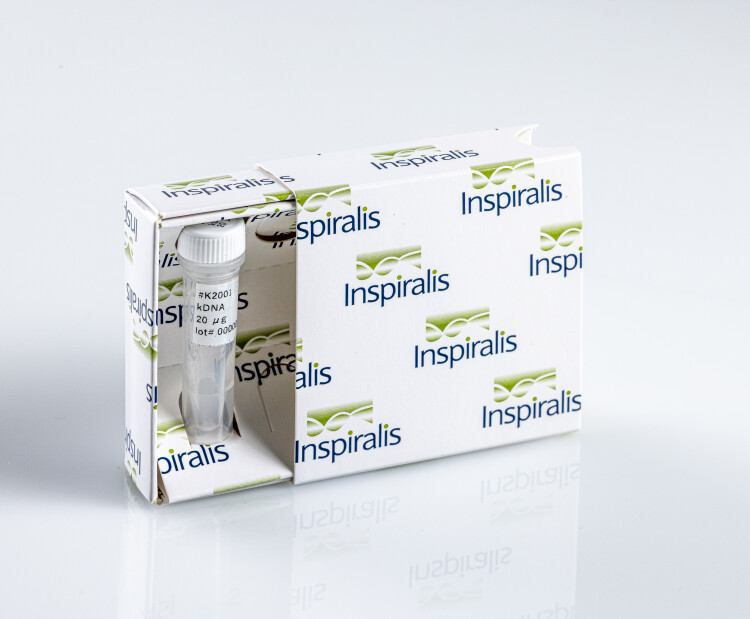 Kinetoplast DNA (kDNA) | Inspiralis Limited