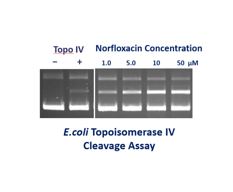 E. coli Topoisomerase IV Cleavage Assay Kits | Inspiralis Limited