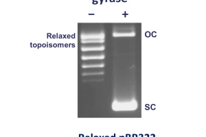 Buy Linear pBR322 DNA Online