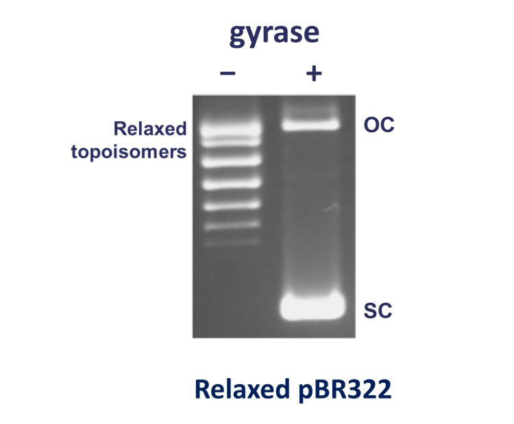 Relaxed pBR322 DNA | Inspiralis Limited